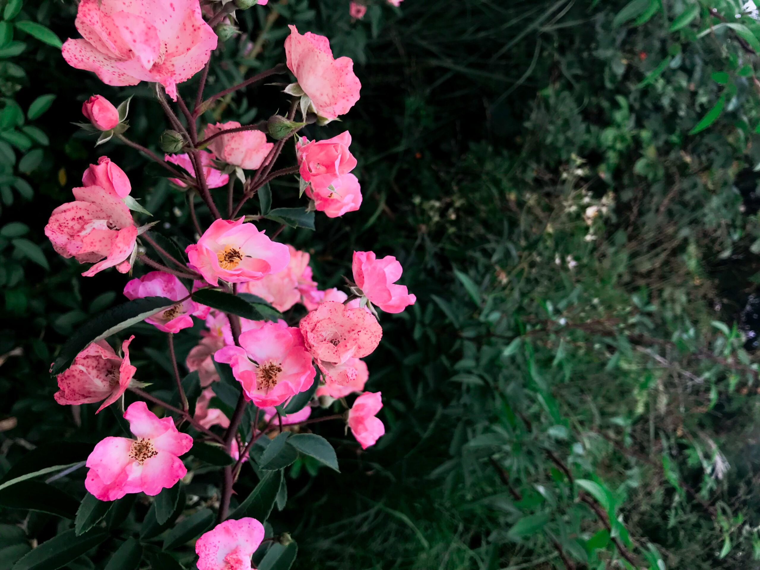 Rosier tige à Saumur - Roseraie Harpin